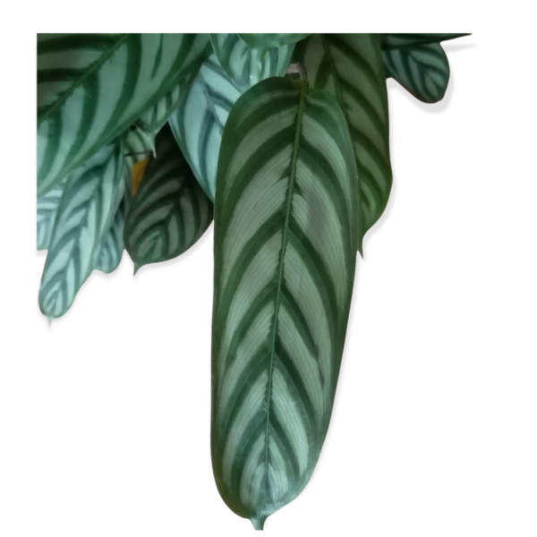 Ctenanthe setosa-Κτενάνθη - Kuklamino